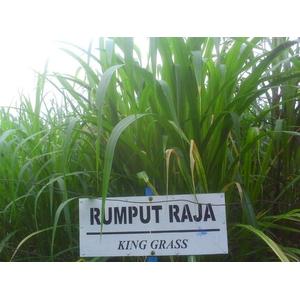 Jual Promo Bibit Rumput Raja Super atau Rumput Gajah hijau 1000 batang ...