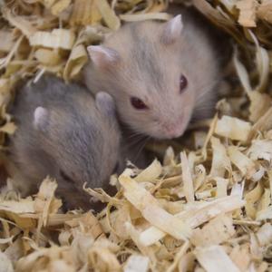 Jual Hamster Winter White Blue Argente - Male - Jakarta Utara - Pet ...