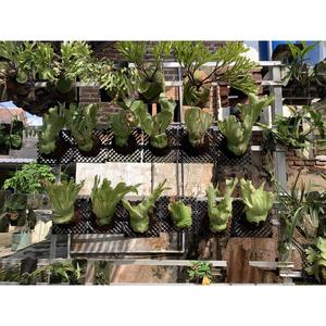 Jual platycerium grande atau tanduk rusa grande atau simbar menjangan ...