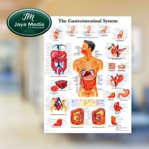 Jual [READY] Poster Anatomi Otot Rangka Tubuh Manusia - Poster 1 - Buku - Jakarta Pusat ...