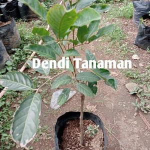 Jual Bibit Pohon Rambutan Aceh super / Tanaman Buah Rambutan Aceh Manis ...