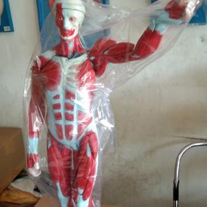 Jual Manikin manusia otot phantom manusia otot torso manusia otot ...