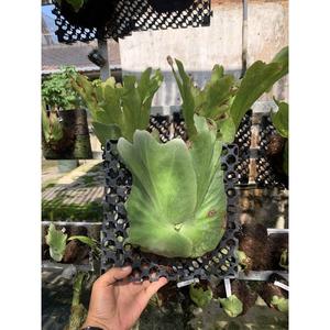 Jual platycerium grande atau tanduk rusa grande atau simbar menjangan ...