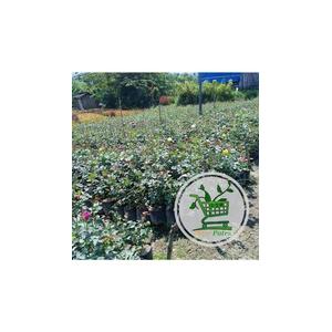 Jual Bibit bunga mawar putih - tanaman mawar - bunga mawar - pohon hias ...