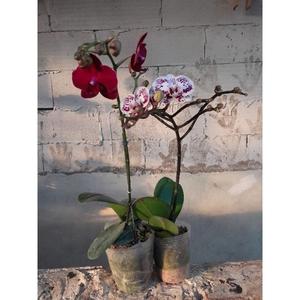 Jual Tanaman Bunga Anggrek - Hitam, S - Hitam, S - Kab. Bandung ...