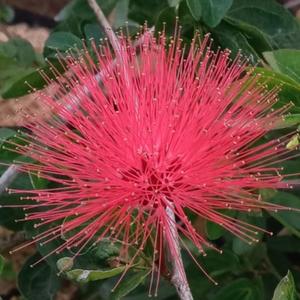 Jual Bunga Kaliandra Merah - Tanaman Hias Kaliandra - Tanaman Semak ...