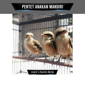 Jual Burung Pentet Cendet Jatim Anakan/Lolohan - Jakarta Timur - Liam ...