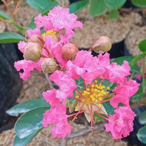 Jual Tanaman Hias Sakura Bungur - Bunga sakura - Sakura Pink - B (3 pcs ...
