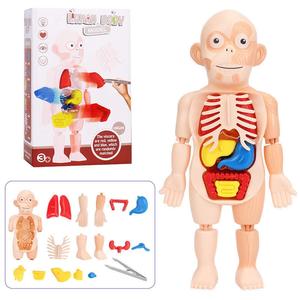 Jual Puzzle Montessori 3D Human Body Anatomy Assemble Model Toy - Kota ...
