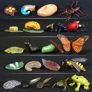 Jual Butterfly Growth Cycle Bee Ladybug Spider Life Cycle Models - Kota ...