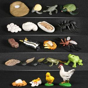Jual Life Cycle Figurine - Kota Bandung - Dapit Jeki | Tokopedia