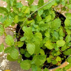 Jual Daun Mint/Pohon Herbal Daun Mint/Tanaman Herbal - Jakarta Barat ...