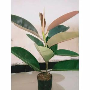 Jual STEK POHON DAUN KARET KEBO HERBAL OBAT STRUK berat - Jakarta Barat ...