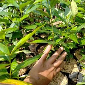 Jual Tanaman herbal daun salam/Pohon Salam Ukuran Besar - Jakarta Barat ...