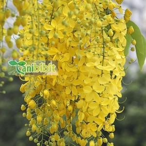 Jual Pohon cassia fistula/asam trengguli tanaman hias pelindung dan ...