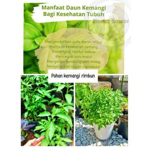 Jual Tanaman pohon kemangi rimbun / pohon herbal kemangi / pohon pohon ...