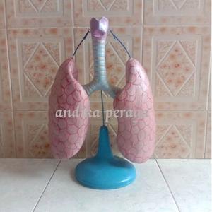 Jual paru paru manusia alat peraga pendidikan model torso paru paru ...