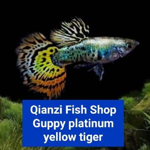 Jual ikan hias Guppy platinum yellow tiger jantan - Kab. Bogor - Guppy balap | Tokopedia