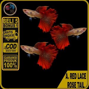 Jual Guppy Albino Red Lace Rosetail - Betina - Betina - Kab. Bogor - Guppy balap | Tokopedia