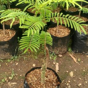 Jual Bibit Pohon Pete Tanaman Buah Petai Nasi Okulasi AZO - Kota ...