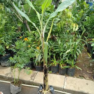 Jual Bibit Pohon pisang raja//Pohon buah pisang raja AZO - Kota Bandung ...