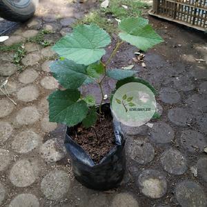 Jual Bibit Pohon Anggur Hijau - Tanaman Anggur Hijau Isabela - Buah ...