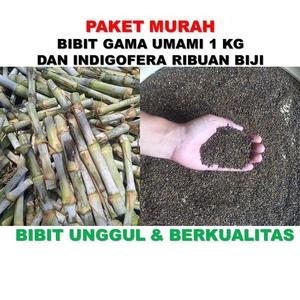 Jual Bibit rumput gama umami 1 kg dan indigofera ribuan biji - Kab ...