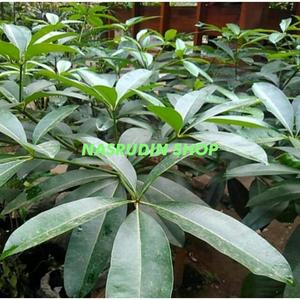 Jual DAUN PULE SEGAR 1KG / DAUN LAME SEGAR LANGSUNG PETIK - 500 gr ...
