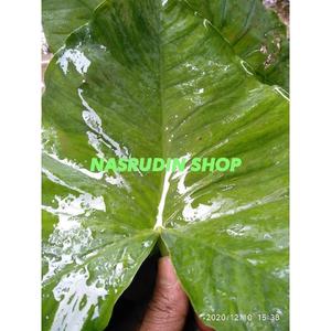 Jual DAUN TALAS BENENG SEGAR DAUN TALAS YANG BANYAK KEGUNAN - 500 gram ...