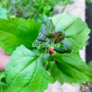 Jual DAUN KRINYUH SEGAR LANGSUNG KIRIM / CHROMOLAENA ODORATA / DAUN ...
