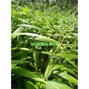 Jual RUMPUT BAMBU SETARIA PALMIFOLIA - Jakarta Barat - JAVA CROUSE ...
