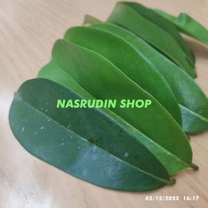 Jual DAUN SIRSAK 200 LEMBAR SEGAR | Annona muricata LANGSUNG PETIK ...
