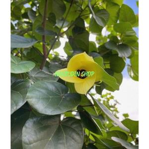 Jual DAUN WARU SEGAR 100 LEMBAR | DAUN BARU | PAPATAL | HIBISCUS ...