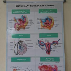 Jual Charta Poster Sistem Alat Reproduksi Manusia bingkai paralon uk ...