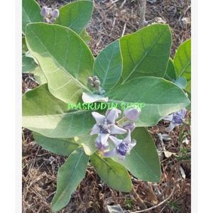 Jual DAUN BIDURI WIDURI SEGAR CALOTROPIS GIGANTEA - 250 gram - Jakarta ...