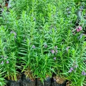 Jual tanaman hias lavender - Kota Depok - PADASUKA GARDENS | Tokopedia