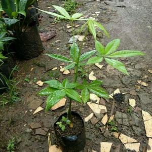 Jual tanaman hias pacira_pohon hoki - Kota Depok - PADASUKA GARDENS ...