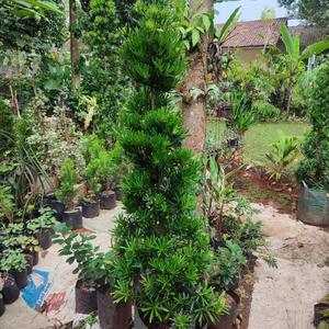 Jual pohon lohansung taiwan 1.5 meter - Kota Depok - PADASUKA GARDENS ...