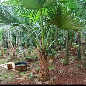 Jual pohon palem sadeng tinggi 2 meter - Kota Depok - PADASUKA GARDENS ...
