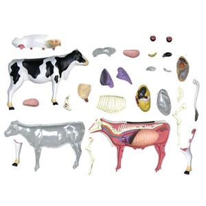 Jual Animal Organ Anatomi Model 4D Cow Intelligence Assembly Mainan ...
