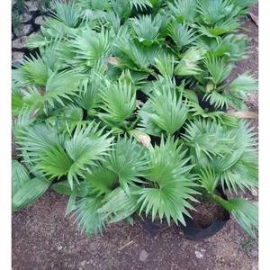 Jual Pohon palm sadeng-tanaman indorr palm sadeng - Kota Bogor ...