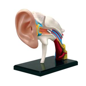 Jual De Human Ear Model Anatomi Model Telinga Diperbesar Pertunjukan ...