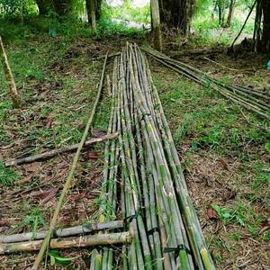 Jual tiang bambu bendera umbul.500 batang - Jakarta Barat - zahara ...