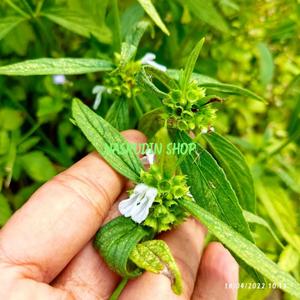 Jual DAUN PACI PACI 1KG SEGAR / DAUN LENGLENGAN LANGSUNG PETIK ...