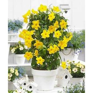 Jual TANAMAN HIAS RAMBAT ALAMANDA MANDEVILLA BUNGA KUNING - Jakarta ...