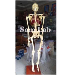 Jual KERANGKA MANUSIA DEWASA MODEL TORSO PENDIDIKAN DAN LABORATORIUM ...