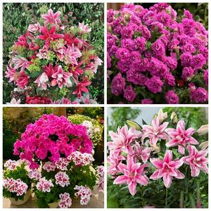 Jual Cytokinin Plant Hormones Improve Vegetable Flower Fruit Better ...