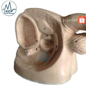 Jual MANIKIN MODEL KATETER PRIACATHETERPHANTOM MANEKIN PEMASANGAN ...