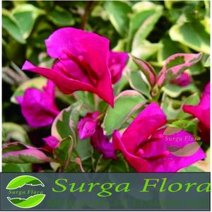 Jual Tanaman Bougenville Singapore Variegata . Varian Pink Fanta/Ungu ...
