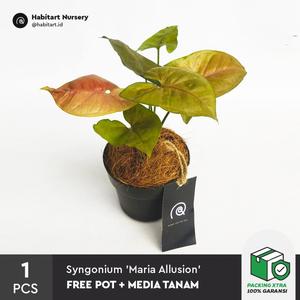 Jual tmg syngonium 'maria allusion' / nephthytis - tanaman hias ...